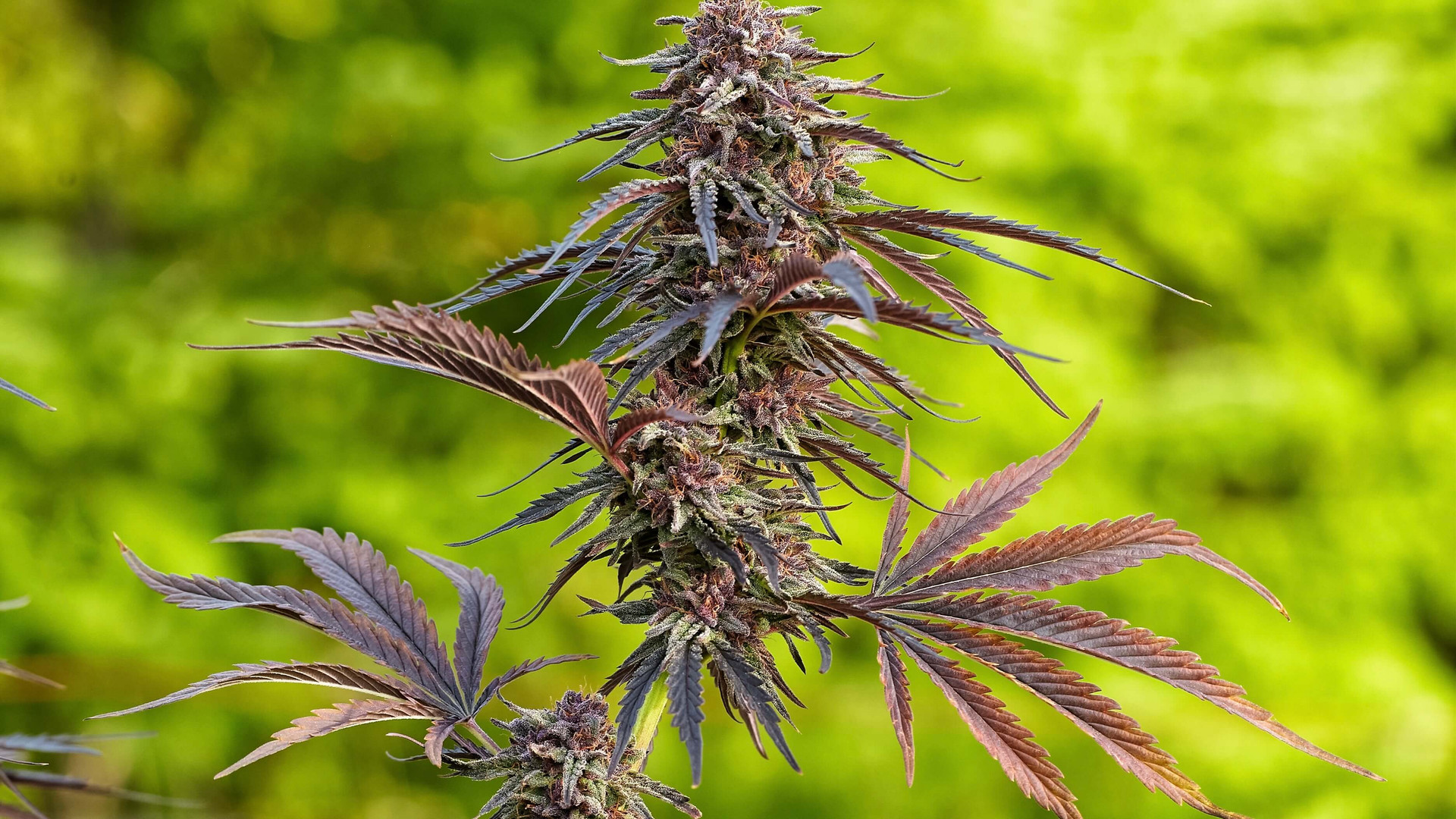 Granddaddy Purple (GDP) Weed Strain: Terpenes, Origins, Effects