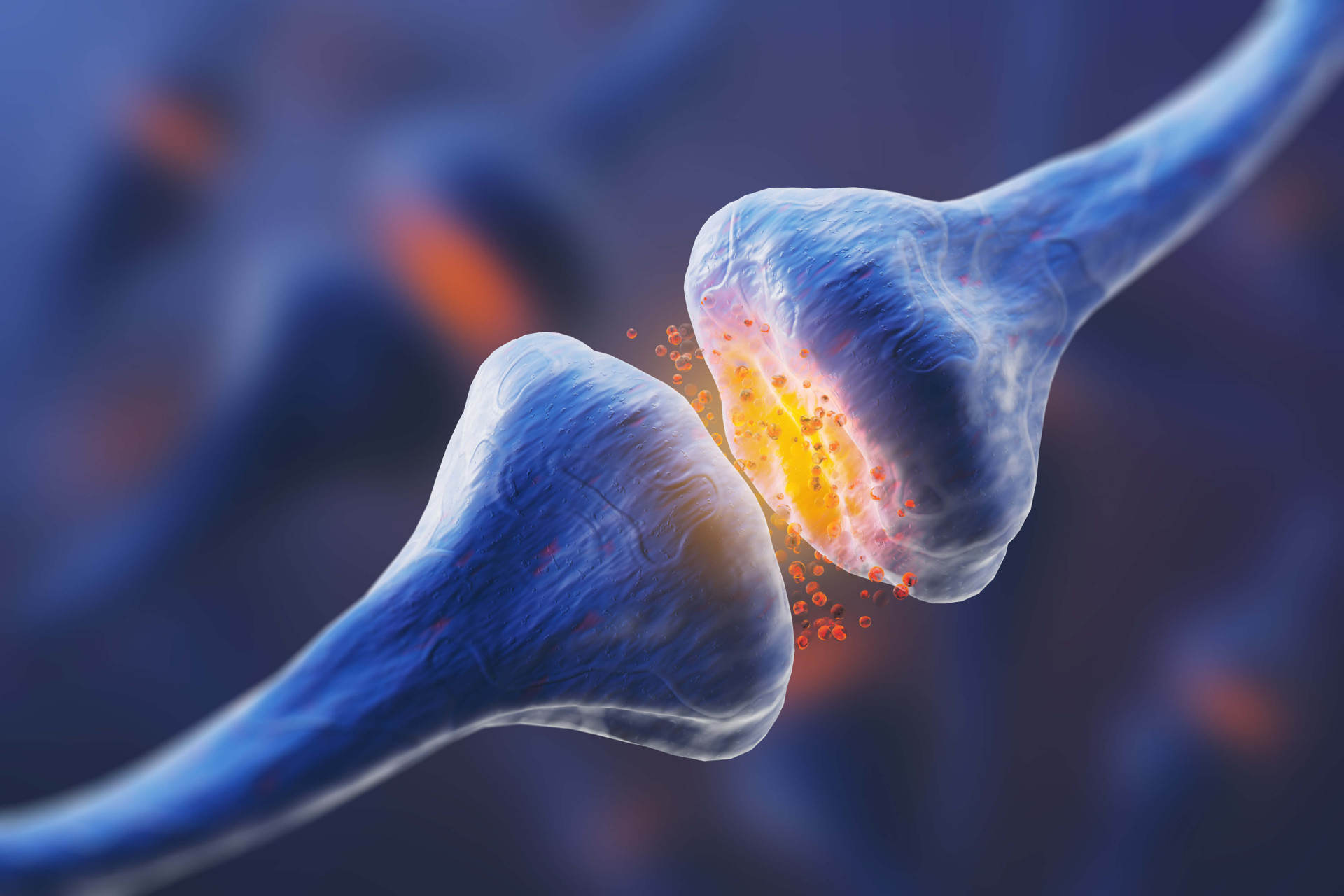 CB1 vs. CB2 Receptors: How They Work in Your ECS