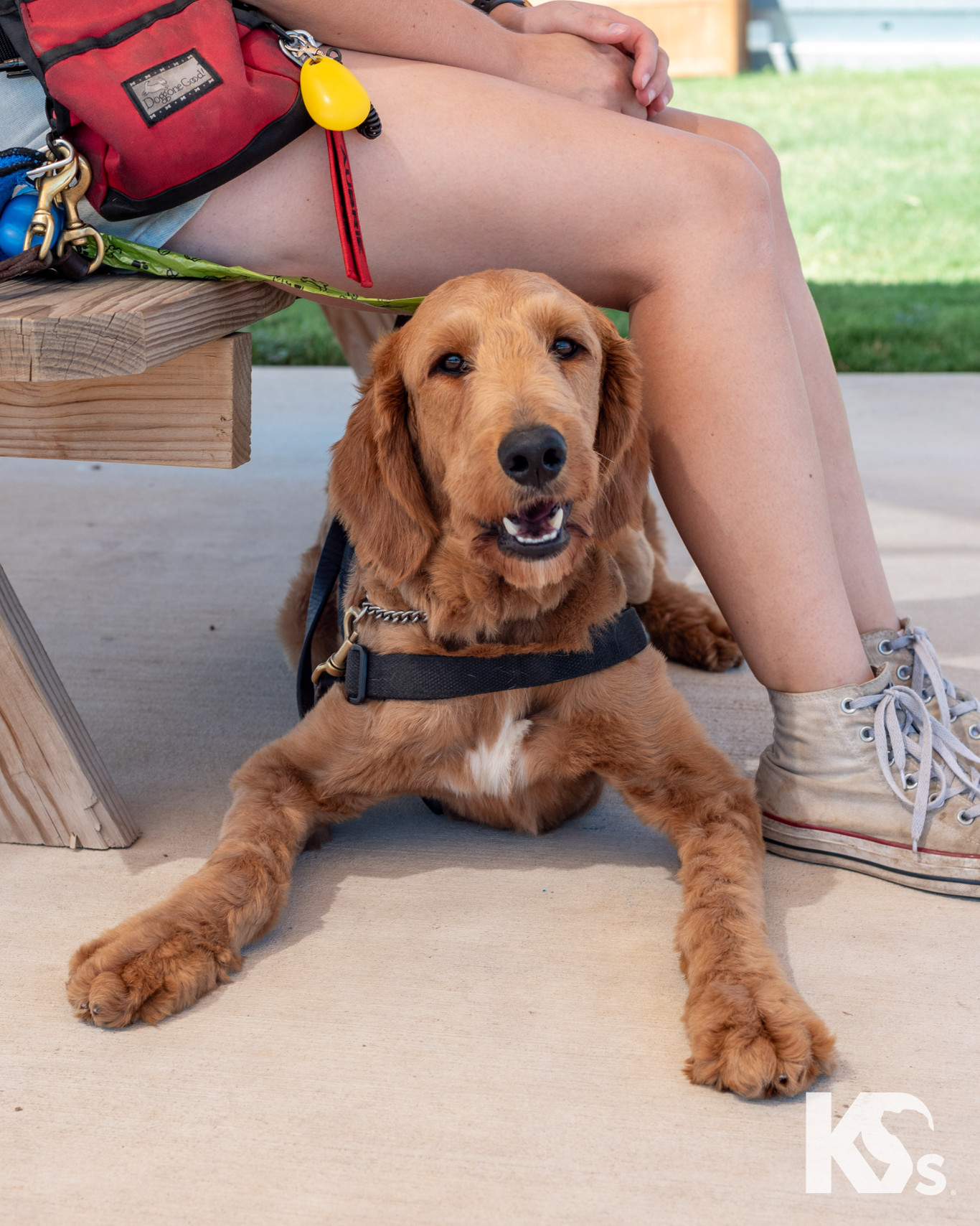 Meet Delta Dog, Our Veteran Service Pup